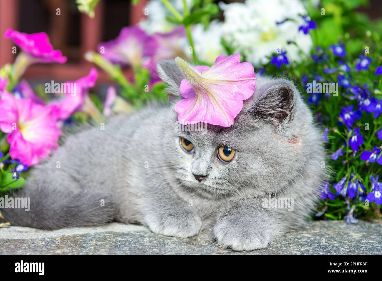 British grey shorthair kitten sitting on a rock in the grass close-up ...