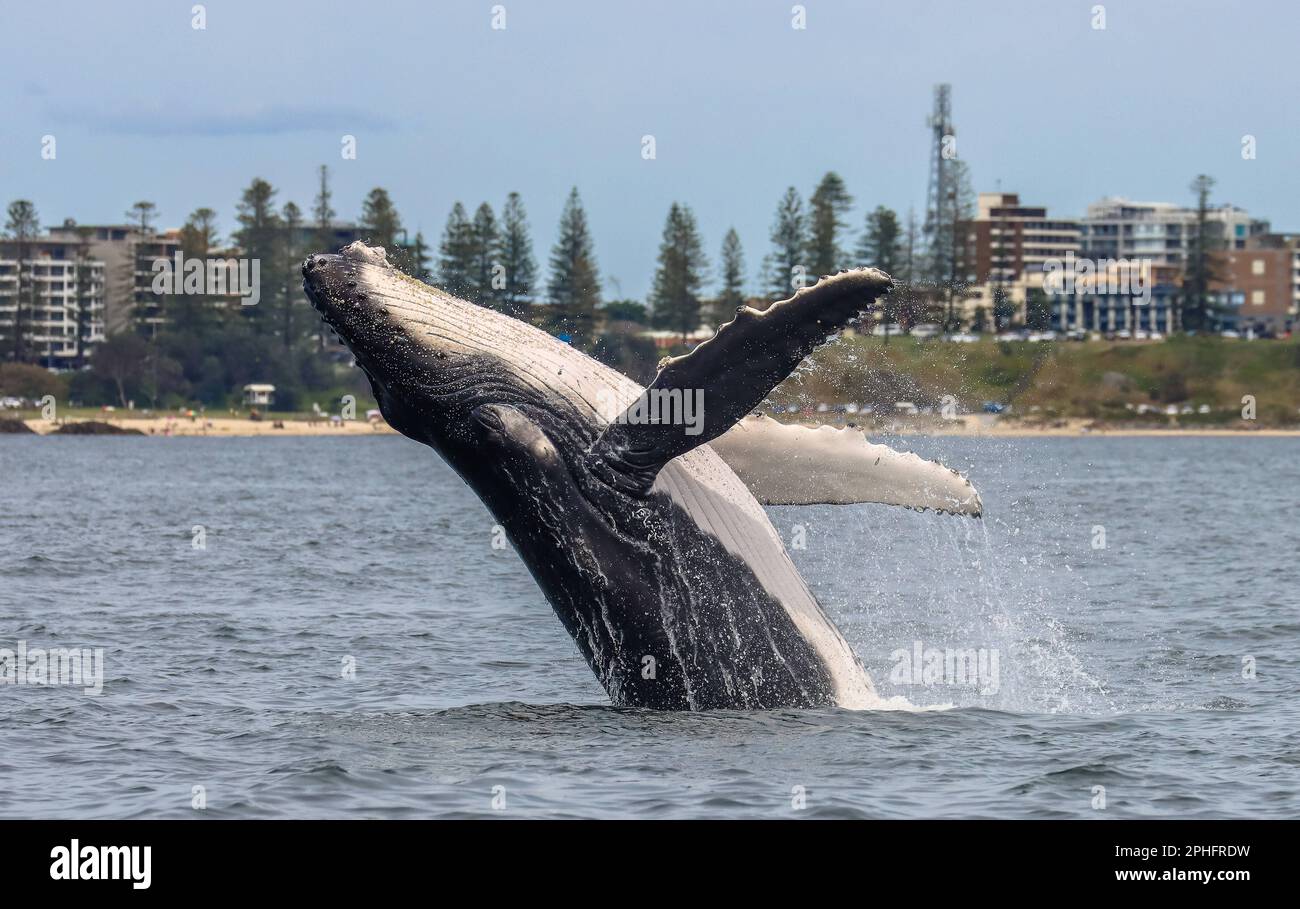 Waving hello. Australia: THIS YOUNG whale put on a show for the ...