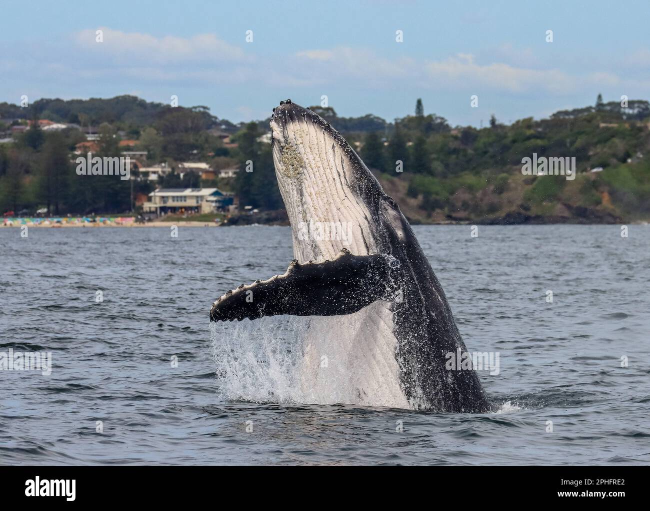 Waving good morning. Australia: THIS YOUNG whale put on a show for the ...