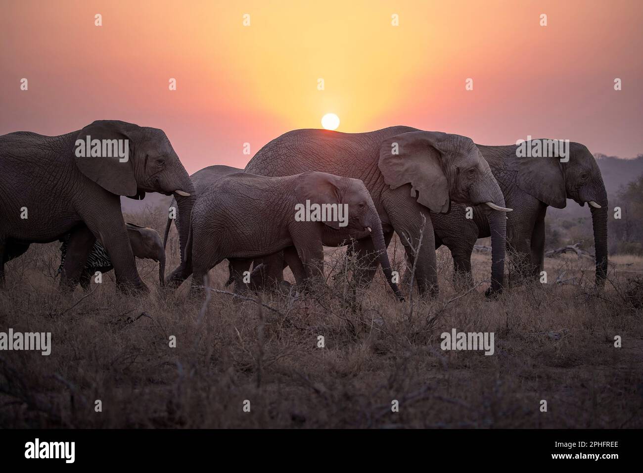 A beautiful herd. South Africa: THESE STUNNING images show a bull ...