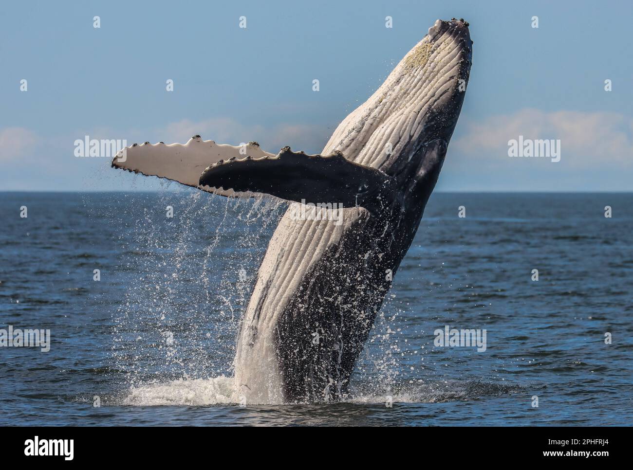 Lunging backwards. Australia: THIS YOUNG whale put on a show for the ...