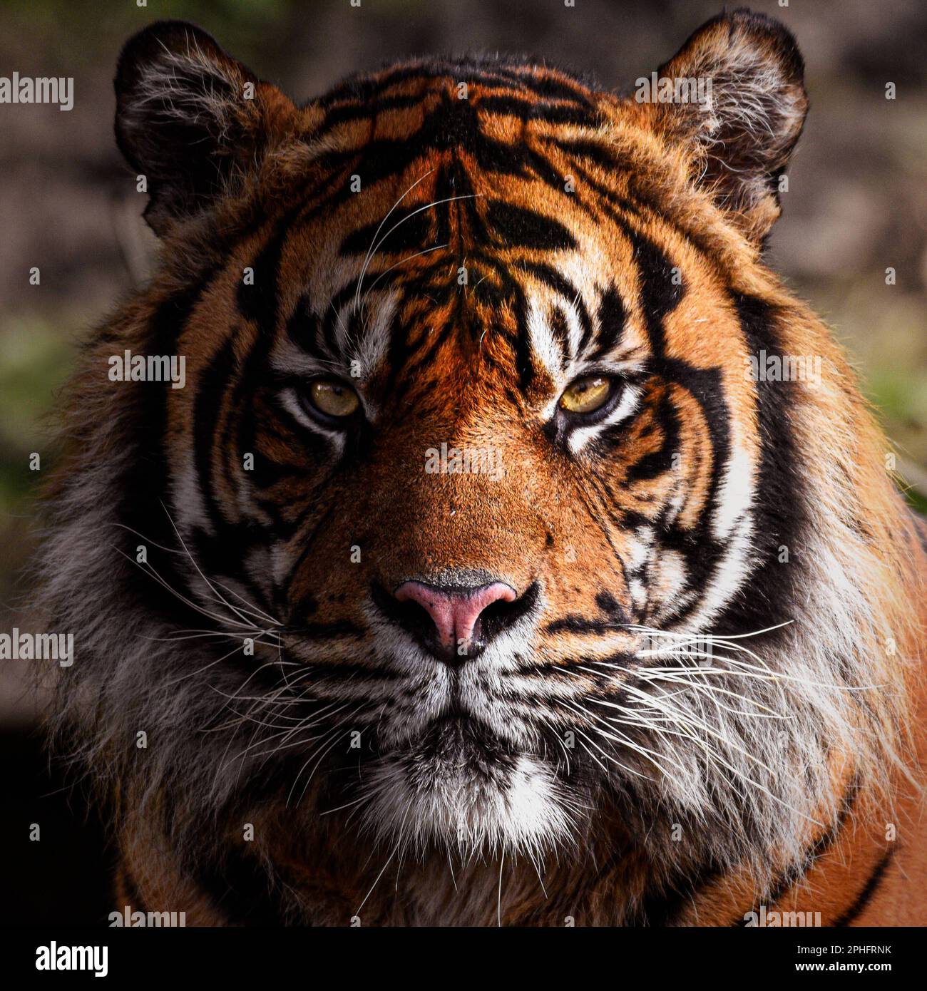 A stunning portrait. Dudley, UK: STUNNING IMAGES show Joao the tiger up ...