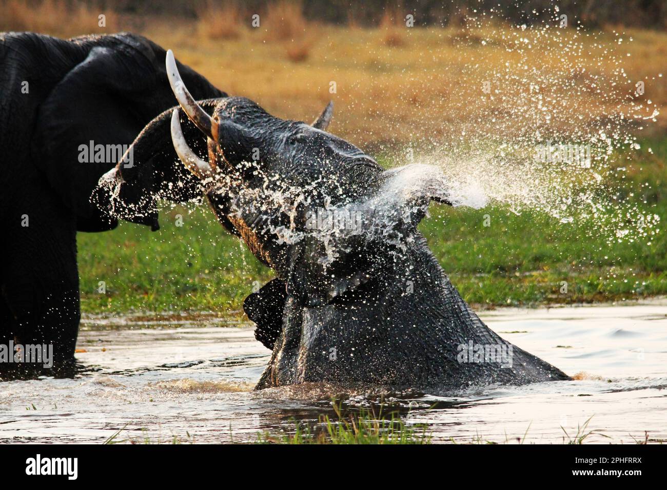 Splashing around. Botswana: THESE HEART-WARMING images show a herd of ...
