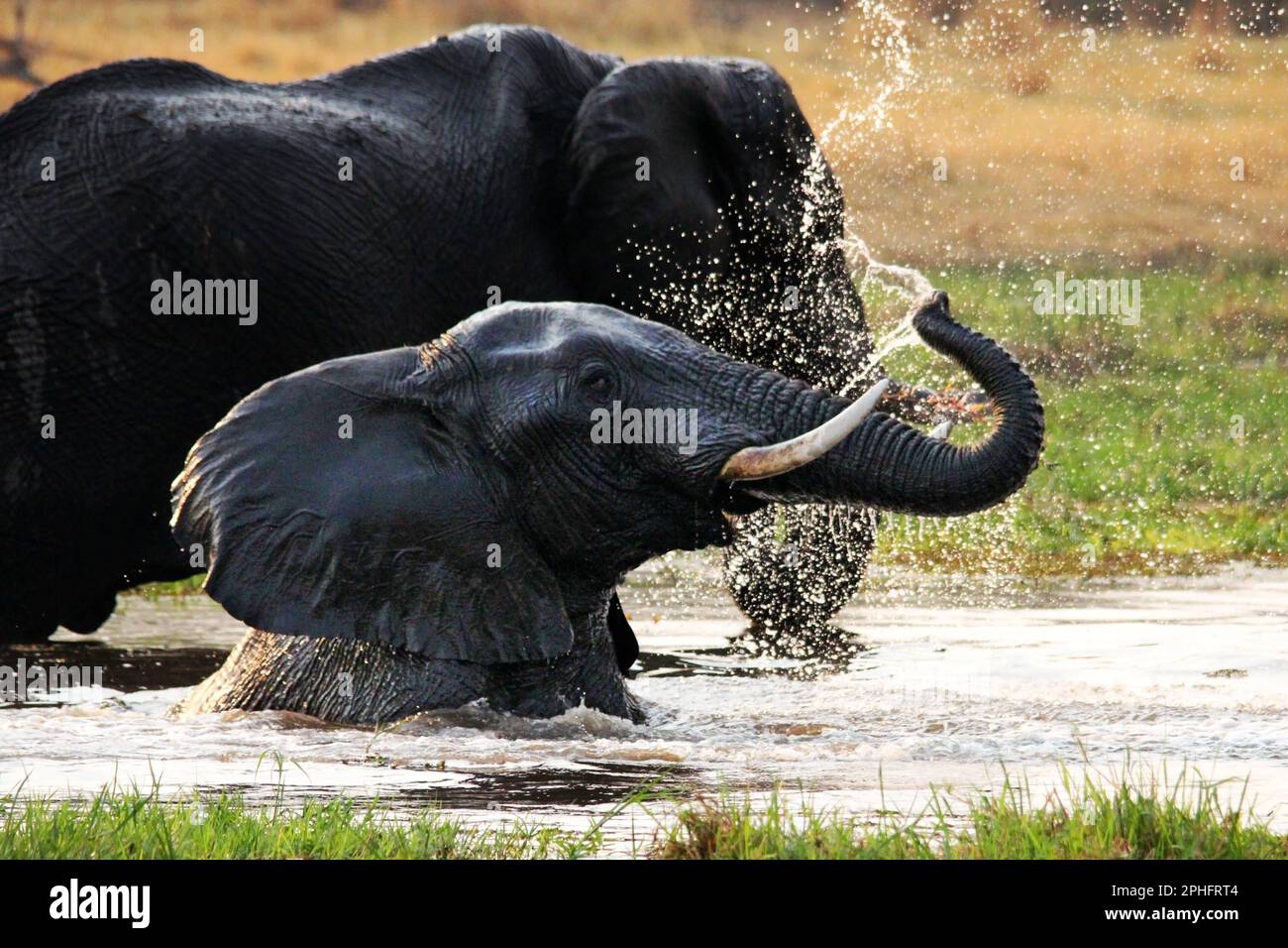 Throwing water. Botswana: THESE HEART-WARMING images show a herd of ...