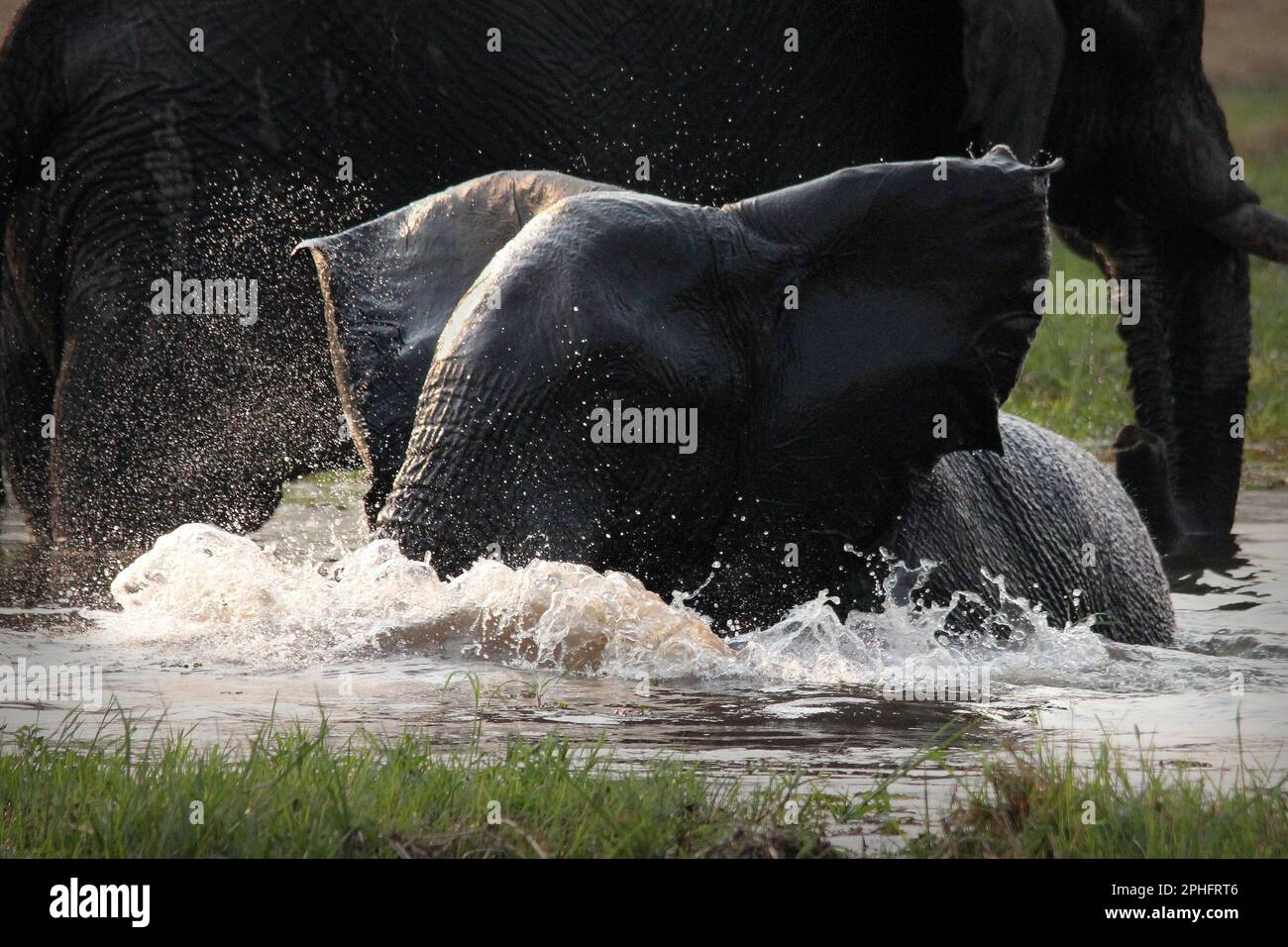 Splashing. Botswana: THESE HEART-WARMING images show a herd of ...