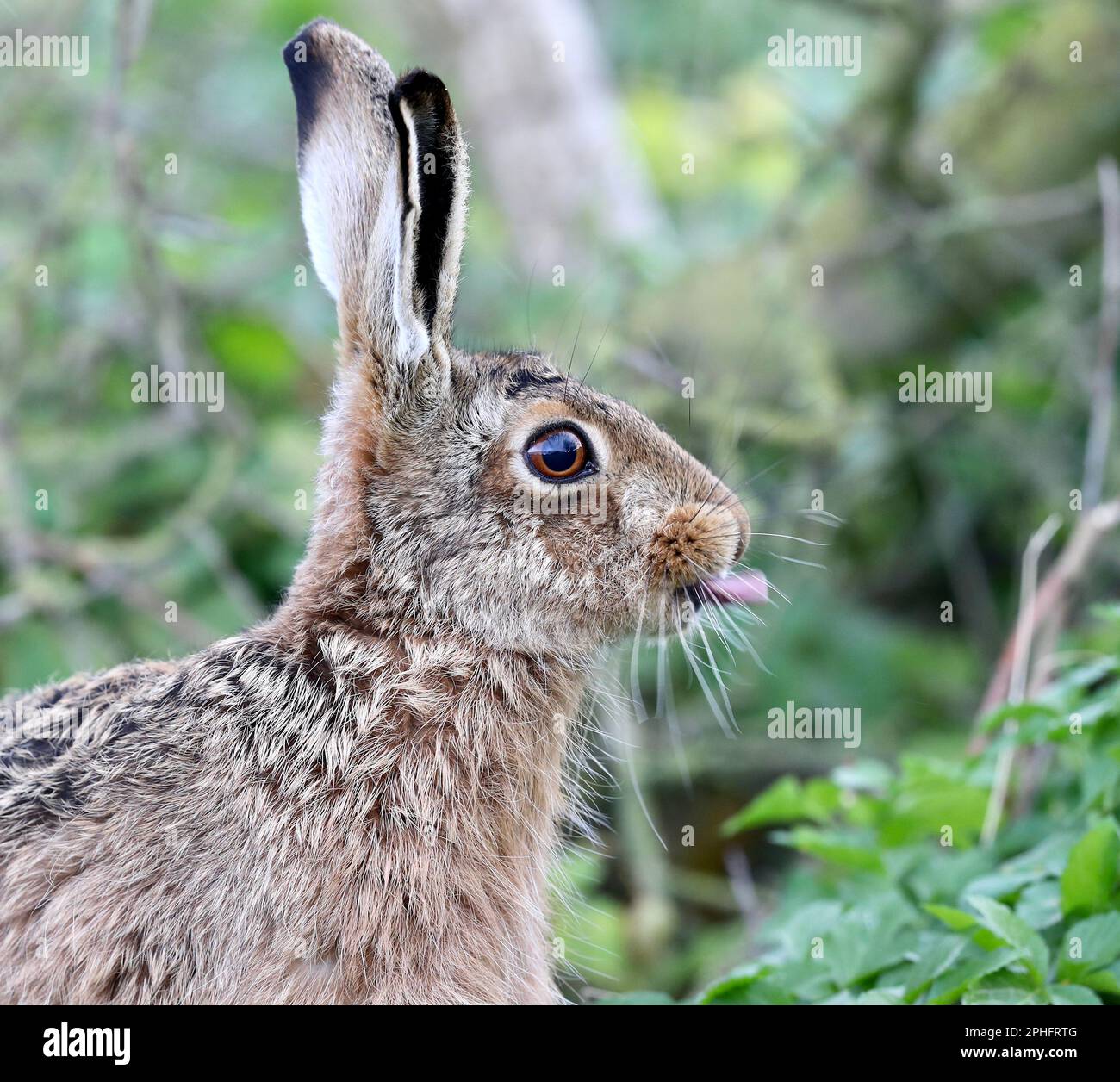 Blowing a raspberry. Norfolk, UK: THESE HARE-RAISING images from ...