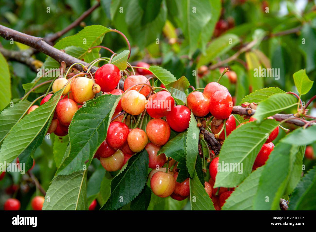 Cherry branch growth hi-res stock photography and images - Alamy