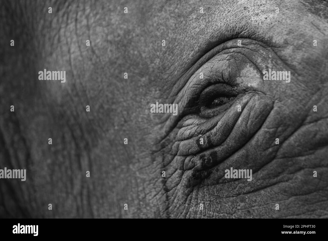 A crying rhino. THESE HEART-BREAKING images show the dehorning of a ...