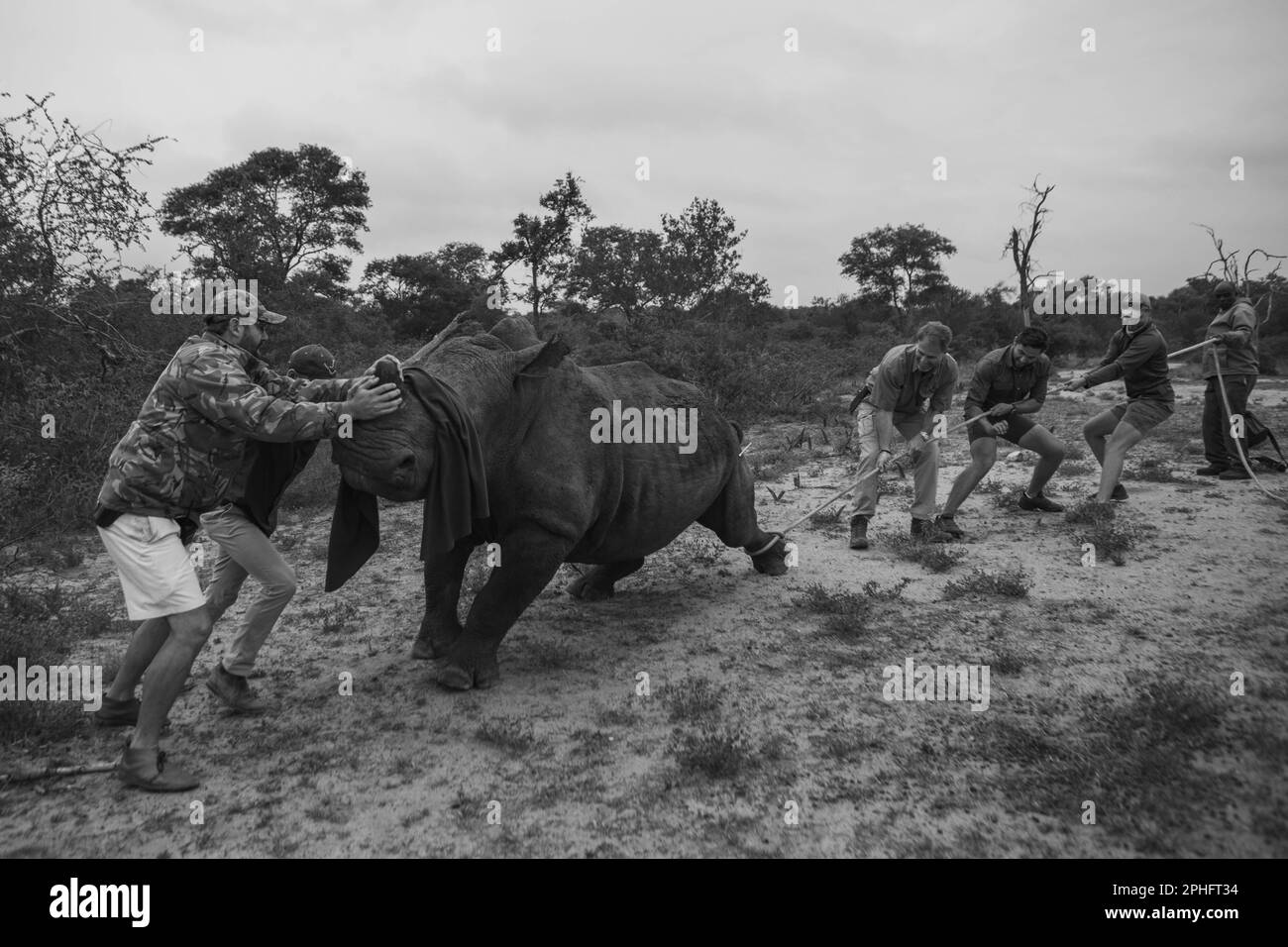 Catching the rhino. THESE HEART-BREAKING images show the dehorning of a ...