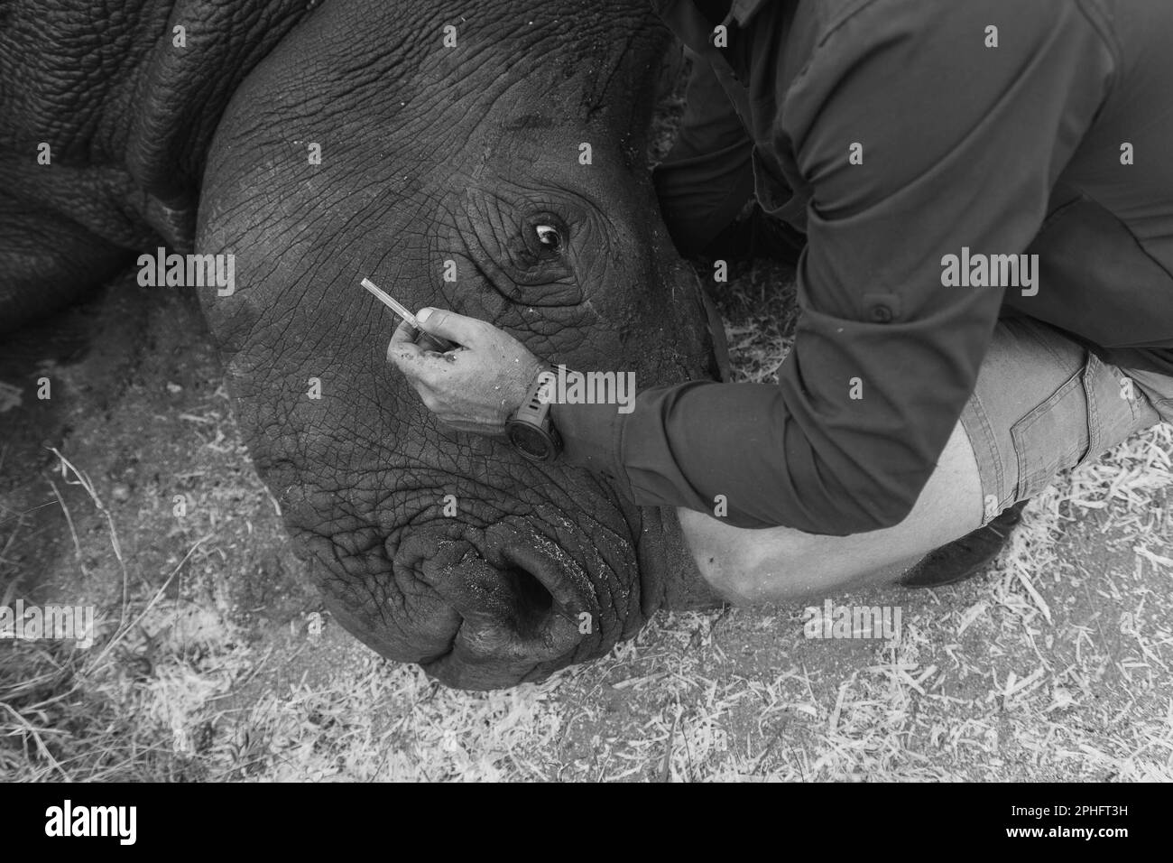 A crying rhino. THESE HEART-BREAKING images show the dehorning of a ...