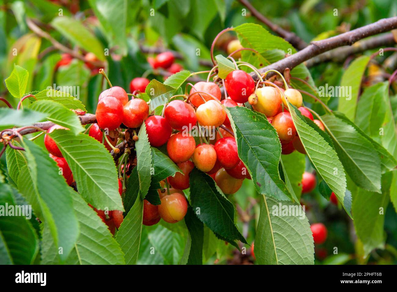 Growth of cherries on the branch Stock Photo - Alamy