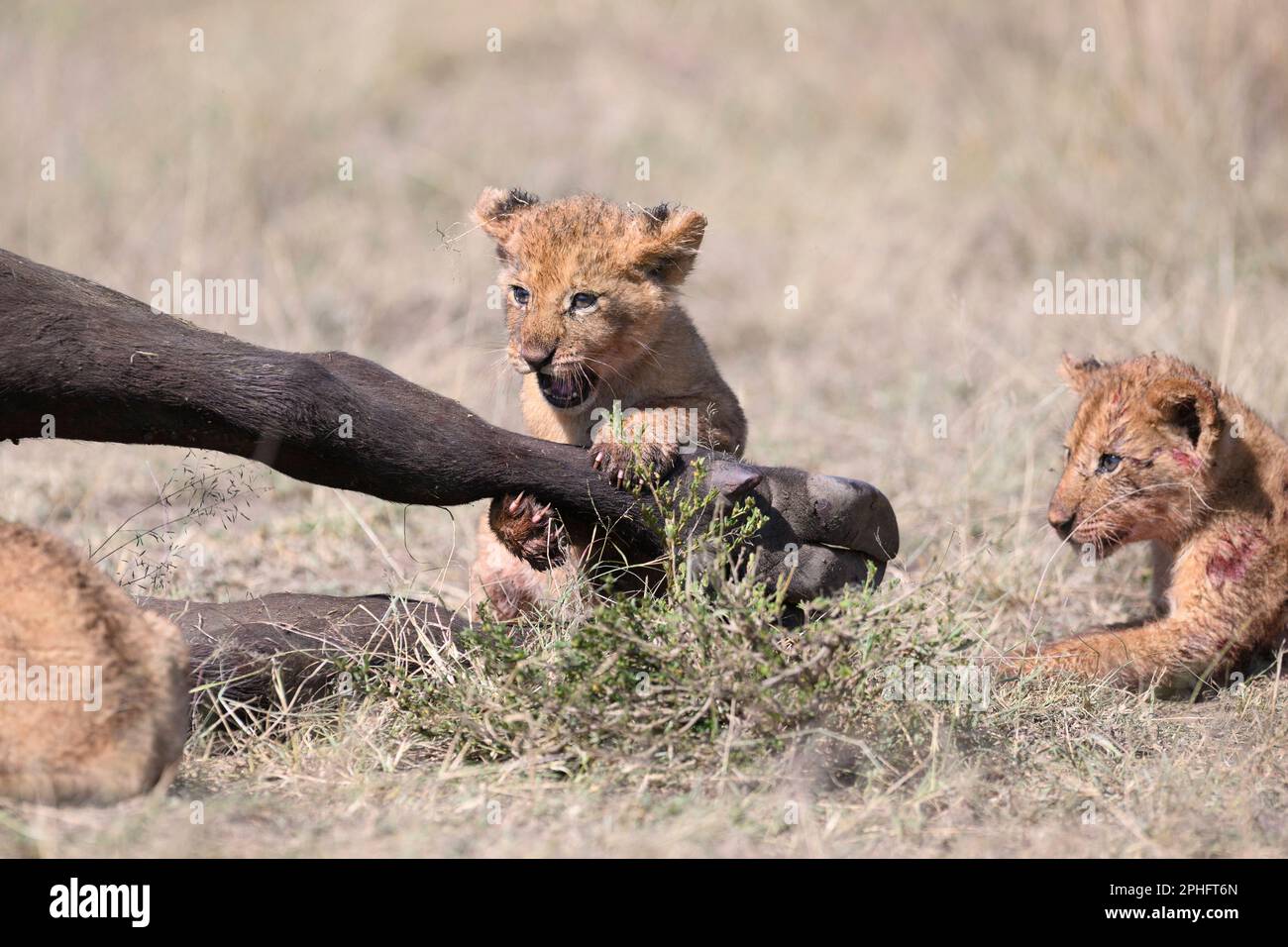 Playing with food. Masai Mara, Kenya: A YOUNG lion cub was caught on ...