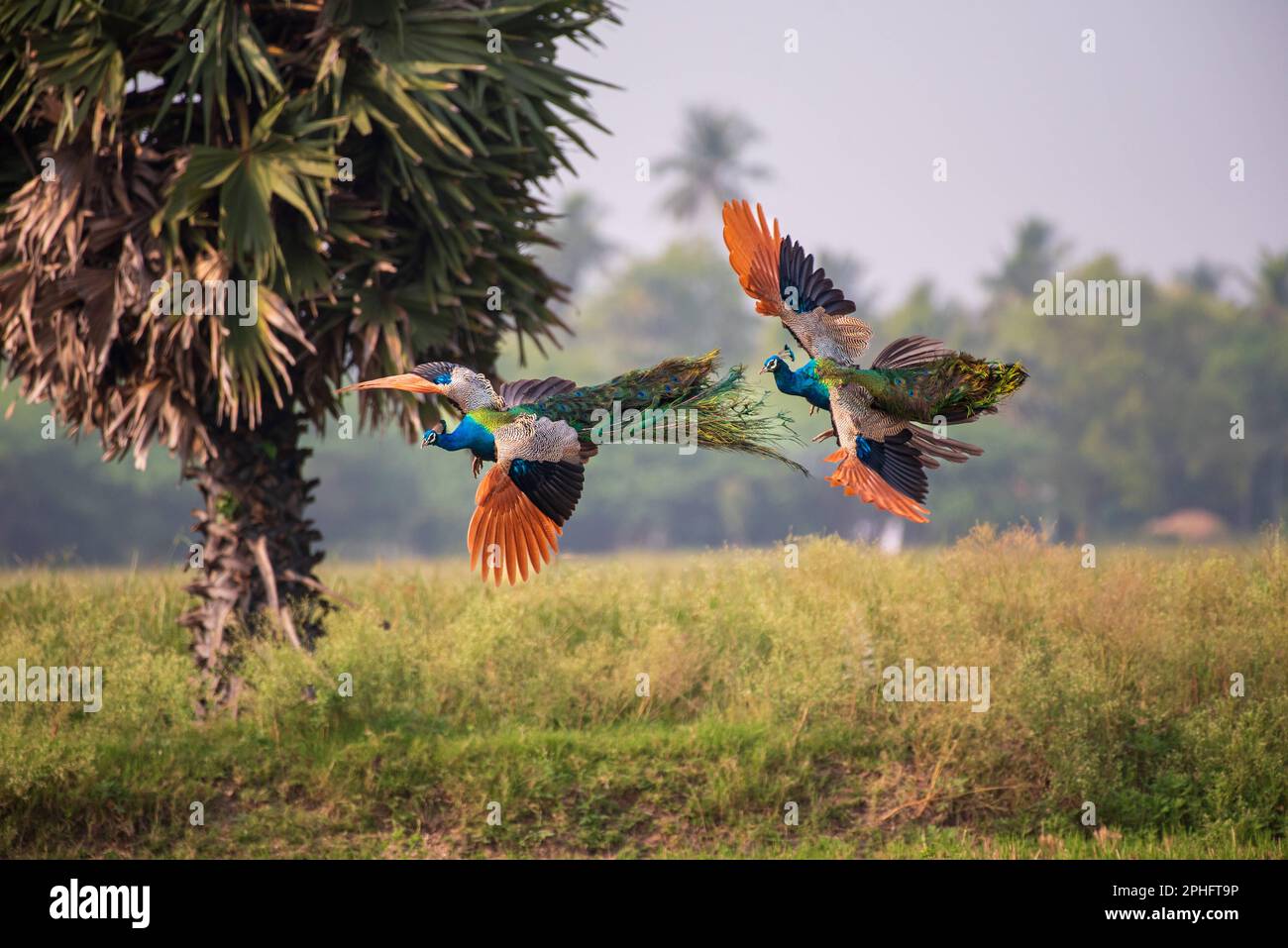 Running away. India: THESE COLOURFUL images show a fight for dominance ...