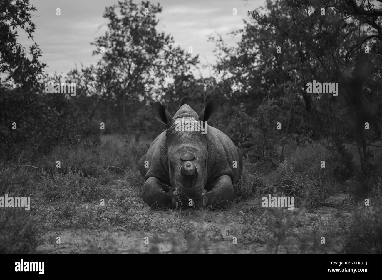A poor rhino. THESE HEART-BREAKING images show the dehorning of a rhino ...