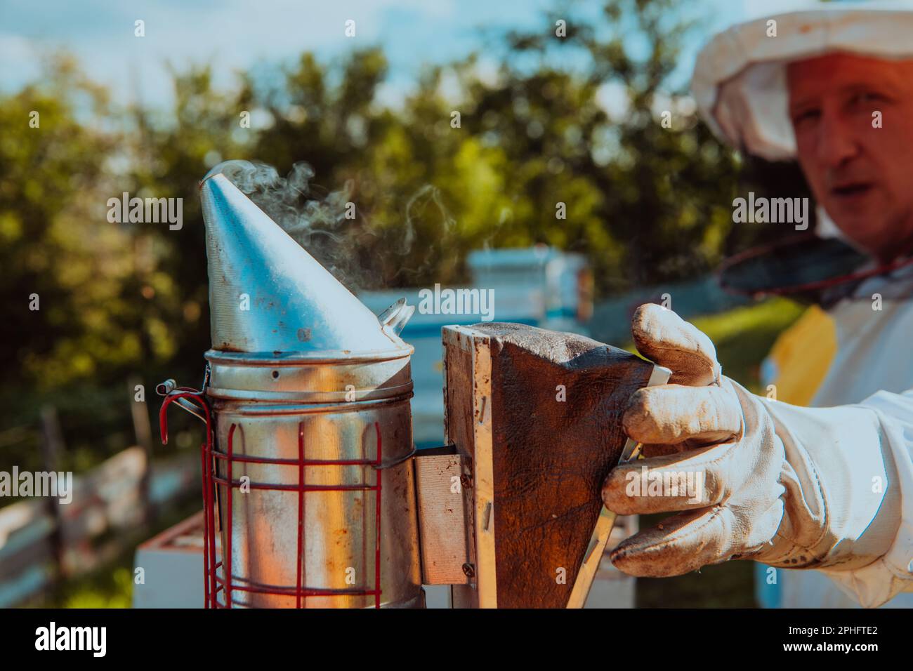 The beekeeper using smoke to calm the bees and begins to inspect the ...