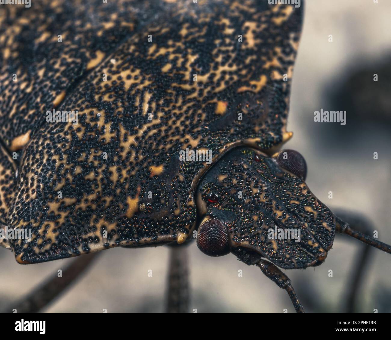 Intricate veining pattern hi-res stock photography and images - Alamy