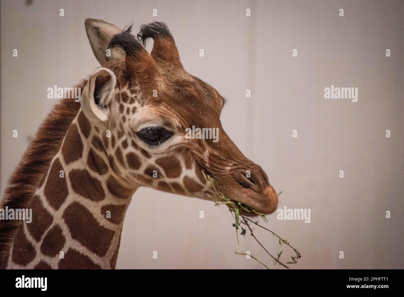 Munching away. UK: ADORABLE IMAGES show a baby giraffe exploring his ...
