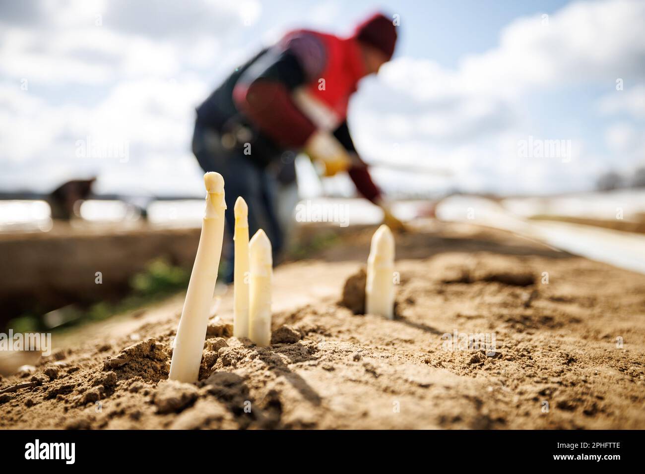 Asparagus farmer schiebel hi-res stock photography and images - Alamy