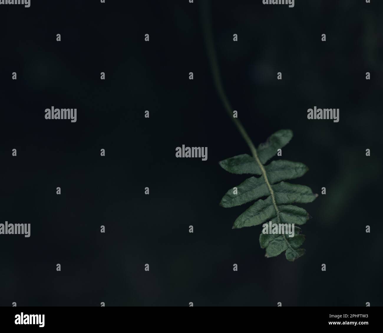 A singular, dark green leaf set against an ominous backdrop Stock Photo ...