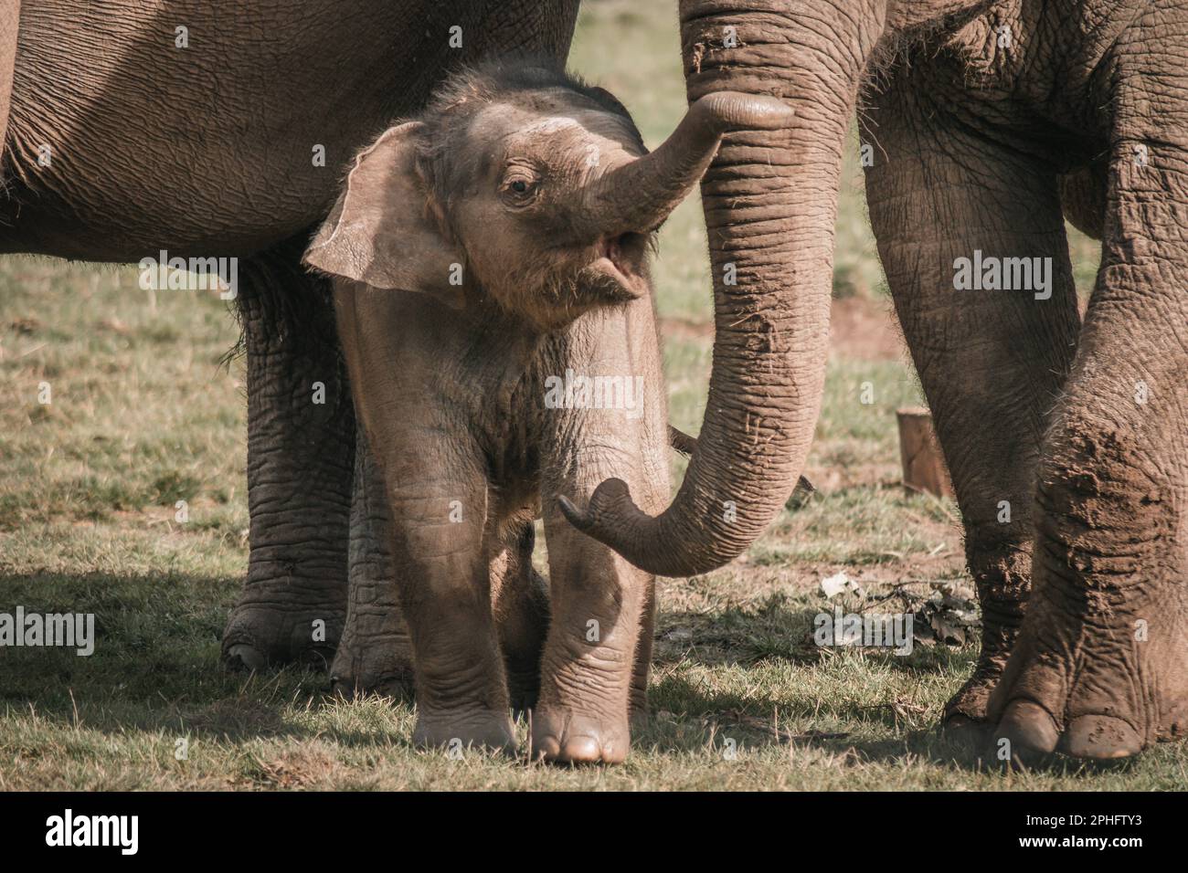Hugging mum. Bedfordshire, UK: THESE ADORABLE images show the cutest ...