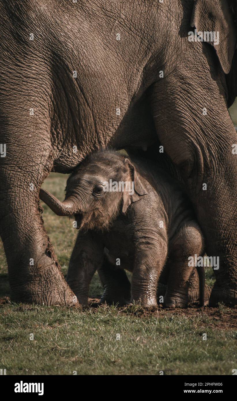 Play time. Bedfordshire, UK: THESE ADORABLE images show the cutest ...