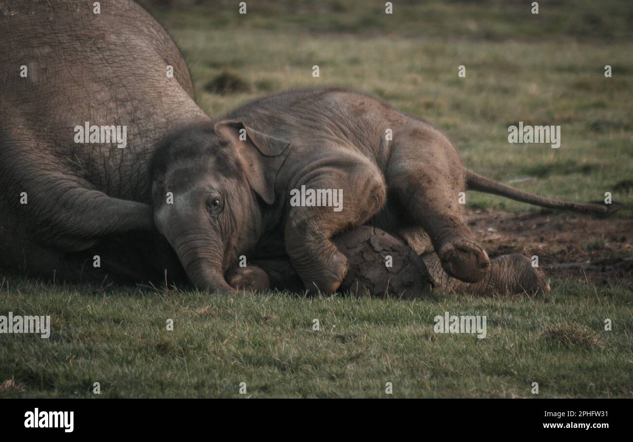 Rolling around. Bedfordshire, UK: THESE ADORABLE images show the cutest ...