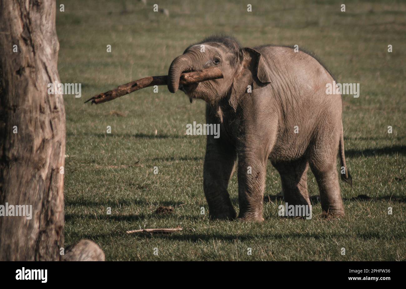 Carrying on. Bedfordshire, UK: THESE ADORABLE images show the cutest ...
