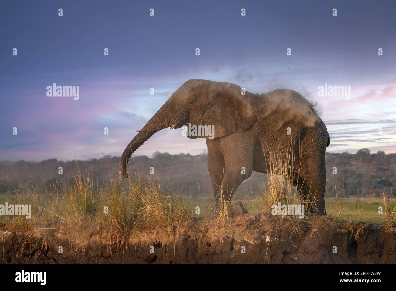 Basking in the dust. Africa: THESE SPECTACULAR images show a bull ...