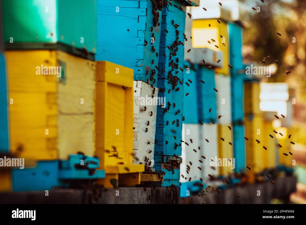 Close up photo of bees hovering around the hive carrying pollen Stock ...