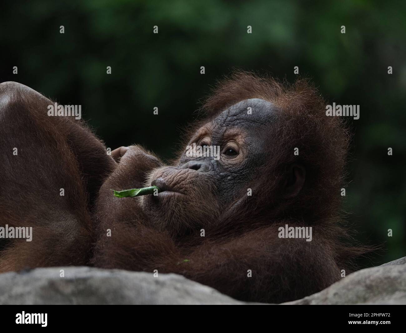 Orangutan Smoking