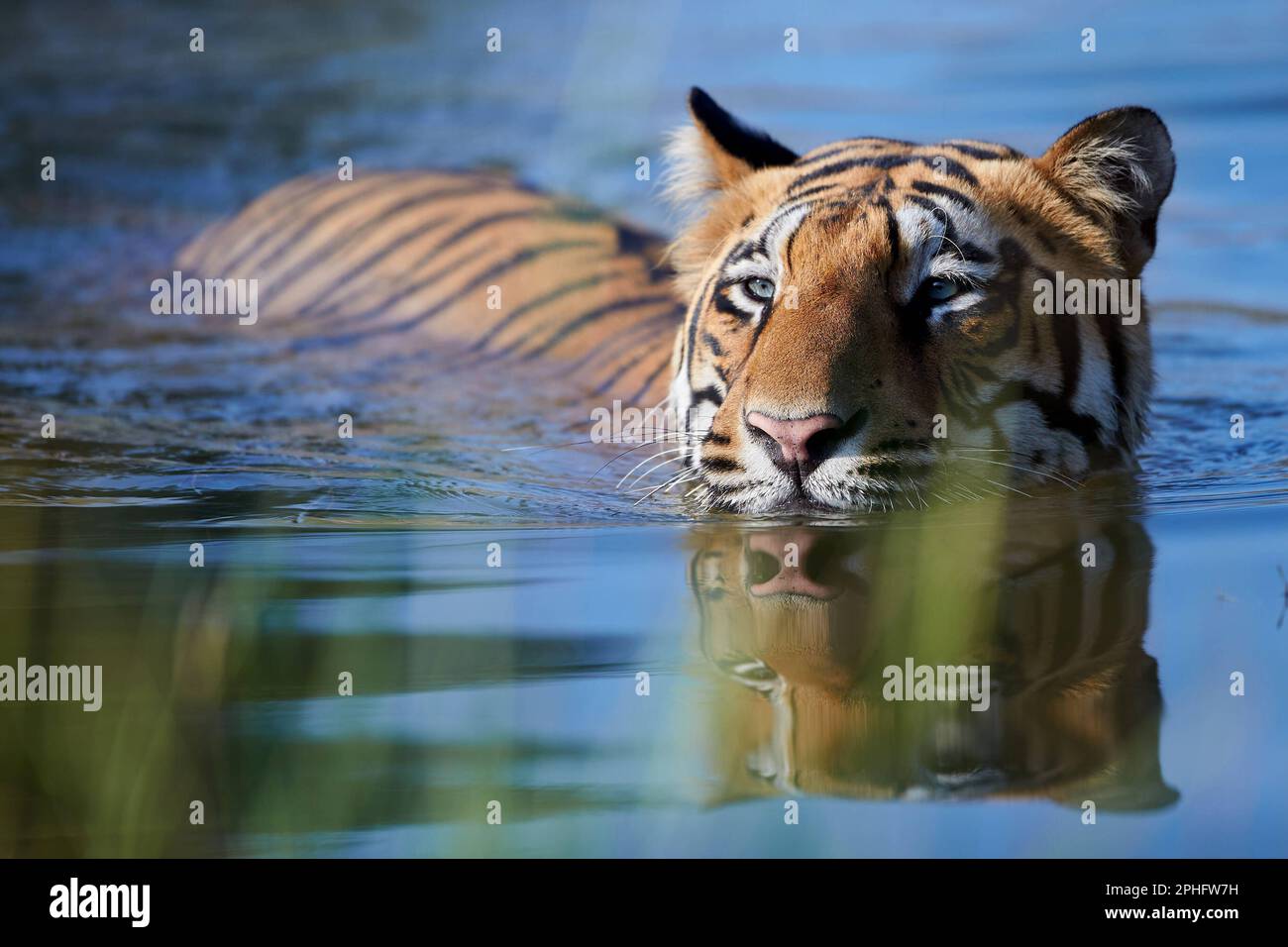A huge wild male tiger cools off at a lake, at the Tadoba Tiger Reserve ...