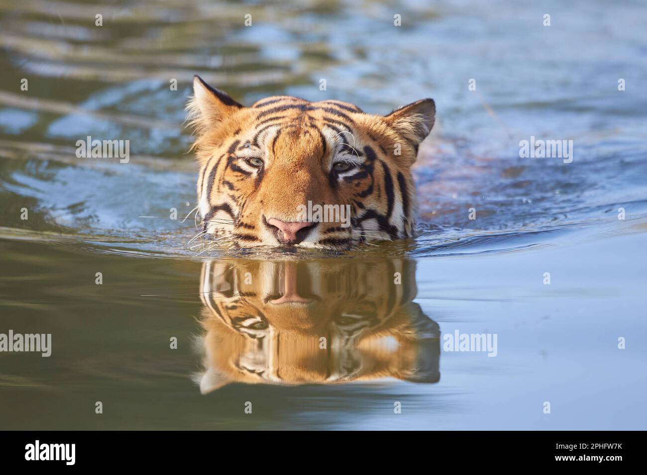 A huge wild male tiger cools off at a lake, at the Tadoba Tiger Reserve ...