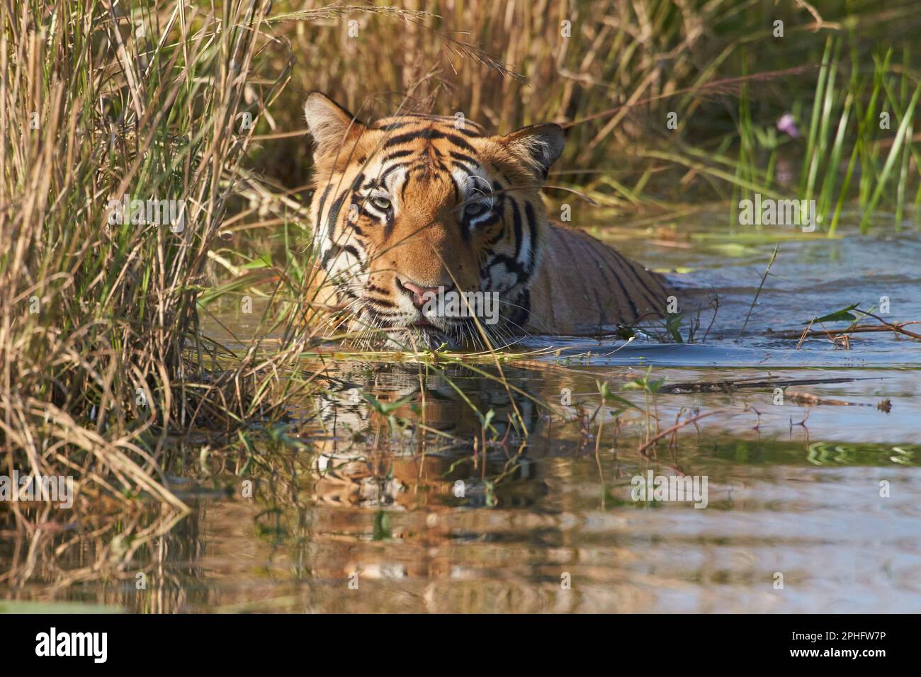 A huge wild male tiger cools off at a lake, at the Tadoba Tiger Reserve ...