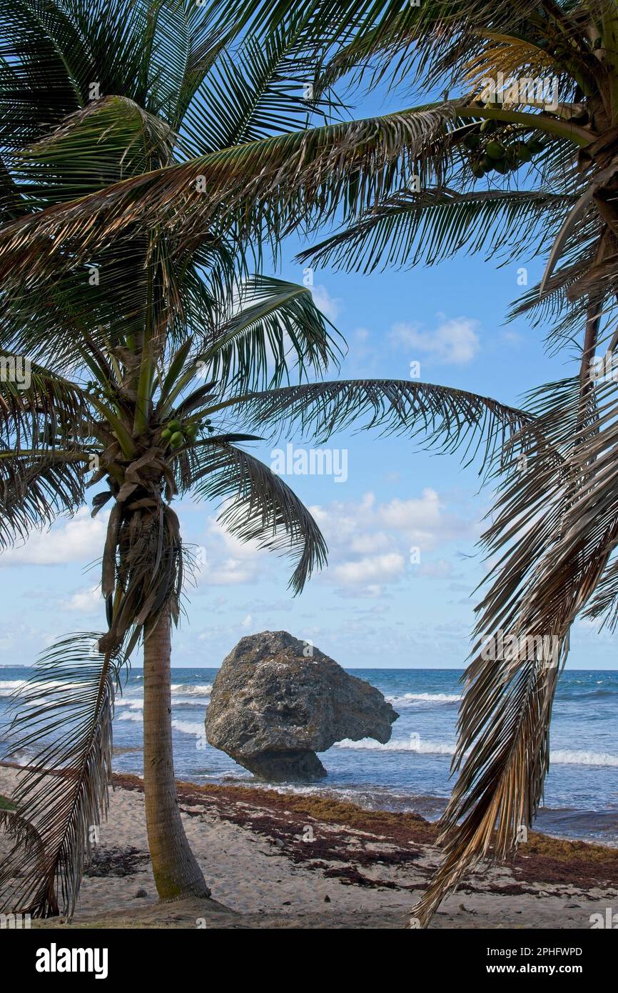 Bathsheba, Barbados, Caribbean Rock eroded at the base by weather and ...