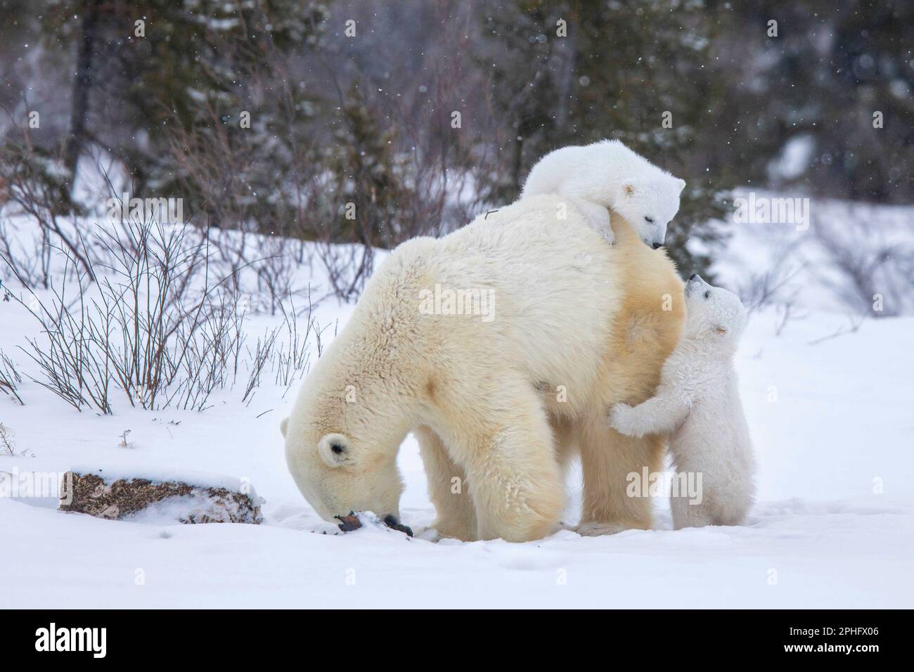 Cute cubs. Canada: THESE ADORABLE images show two new born cubs ...