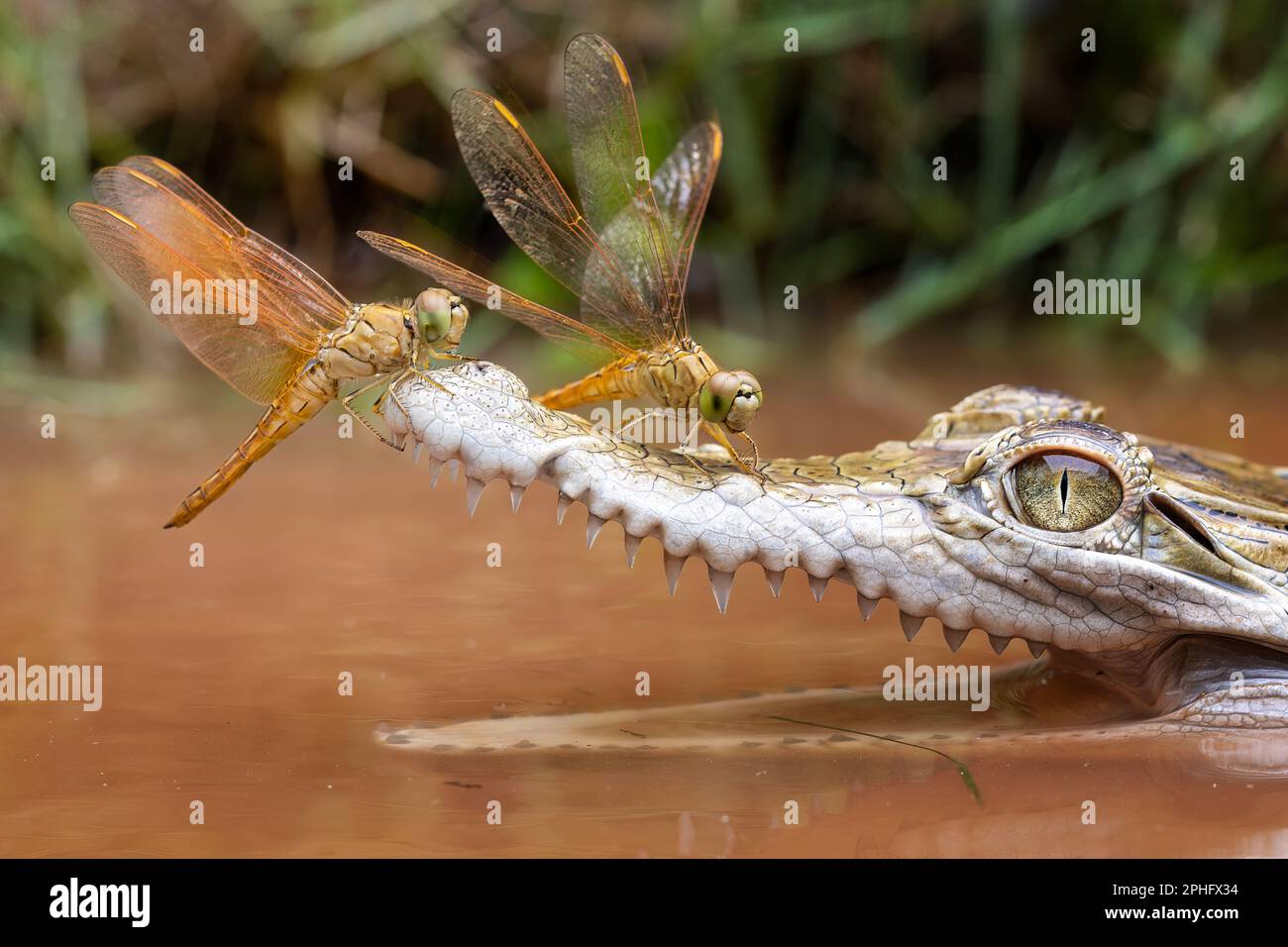 Dangerous ride. Indonesia: A BRAVE dragonfly decided to take a deadly ...