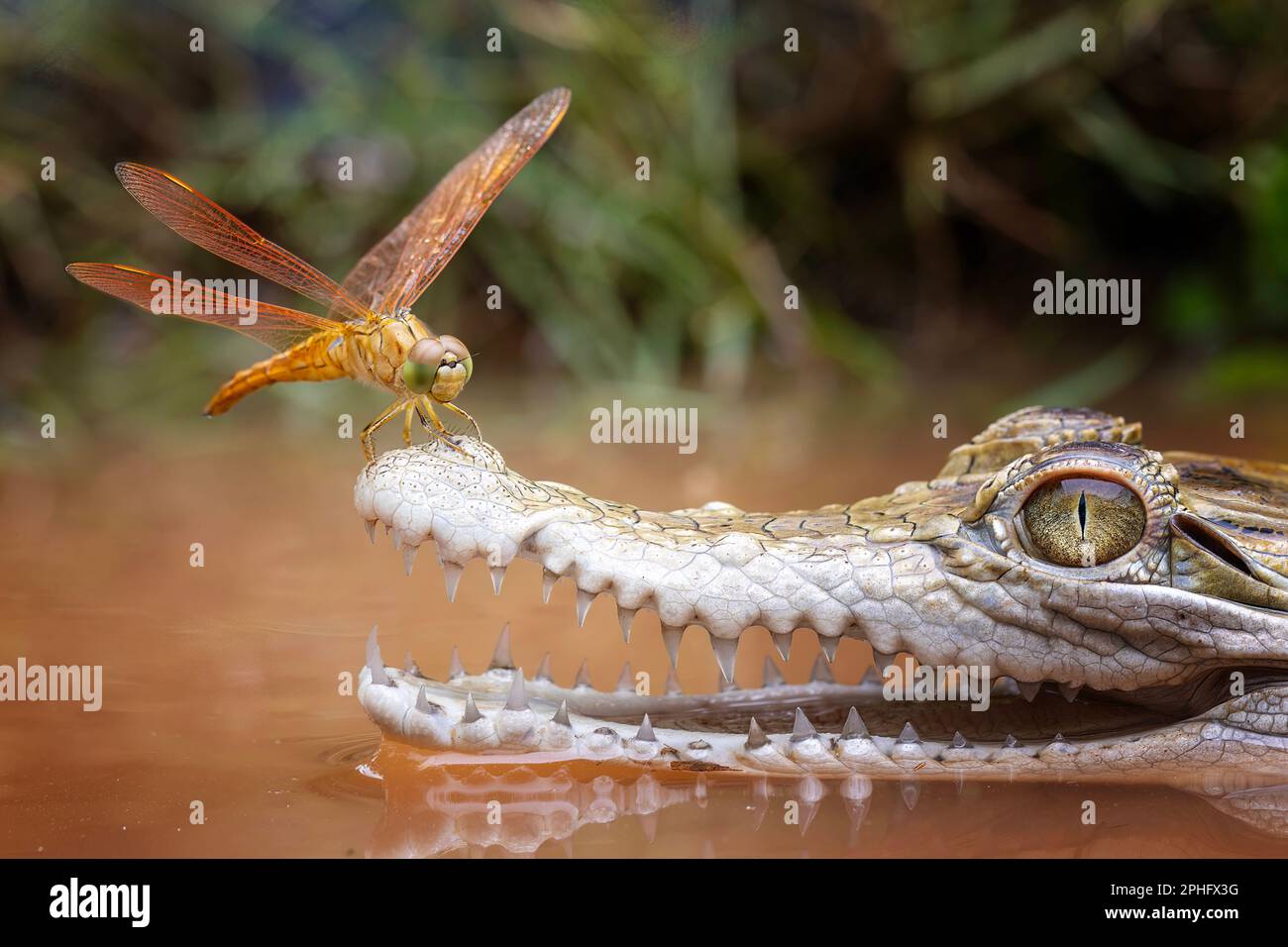 A risky move. Indonesia: A BRAVE dragonfly decided to take a deadly ...