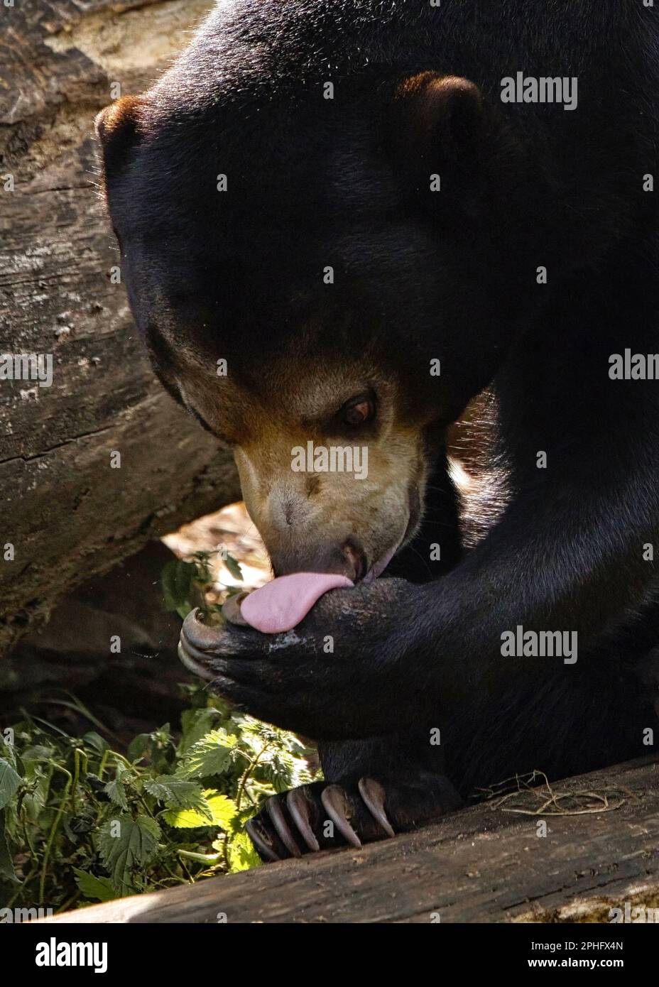 A curious sun bear. The Netherlands: THIS SUN bear might be the world?s ...