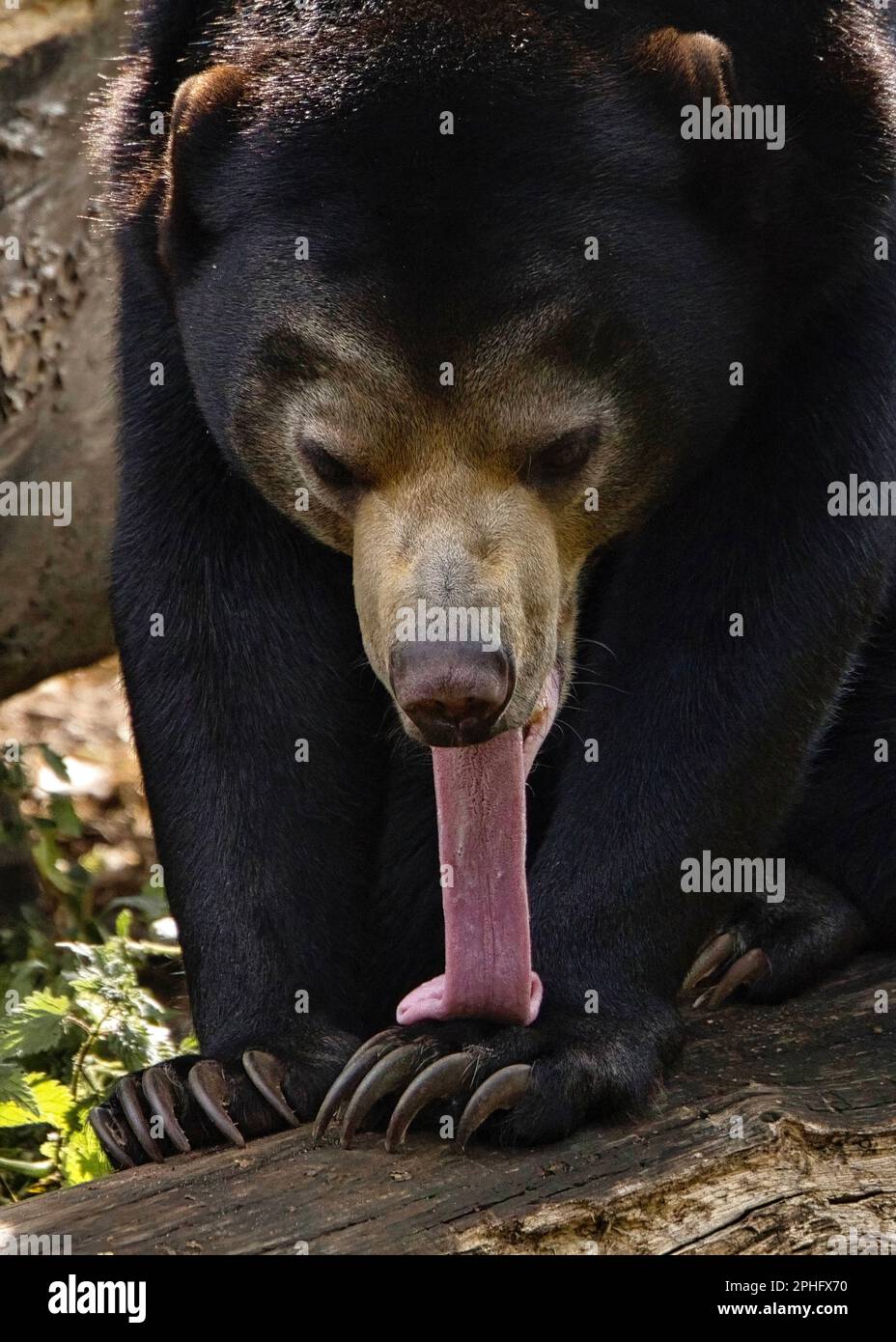 A raspberry. The Netherlands: THIS SUN bear might be the world?s ...