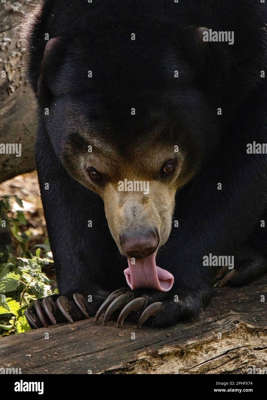 Licking its paws. The Netherlands: THIS SUN bear might be the world?s ...