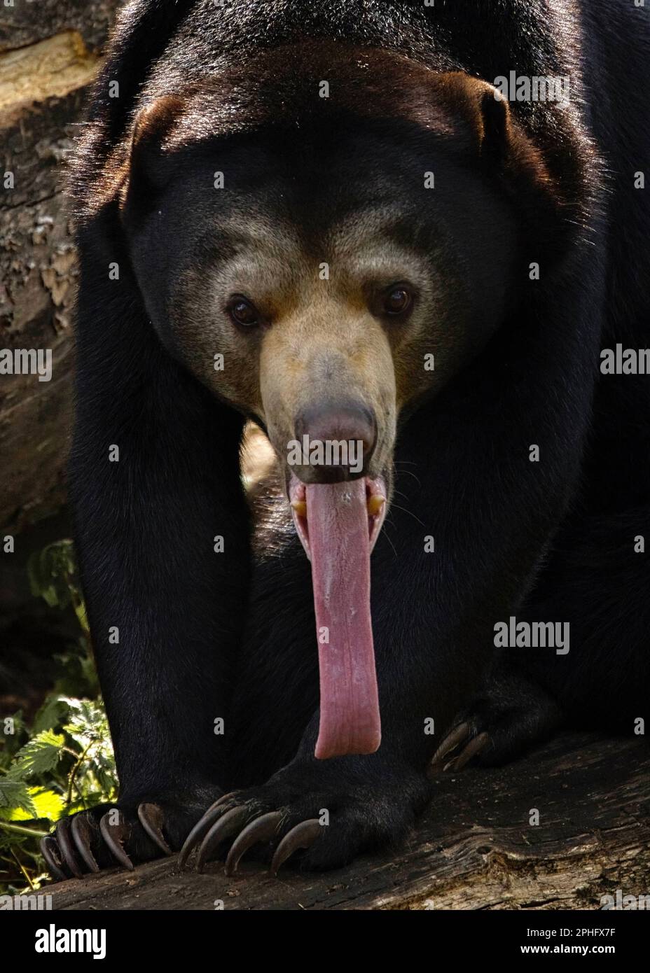 Yawn. The Netherlands: THIS SUN bear might be the world?s smallest ...