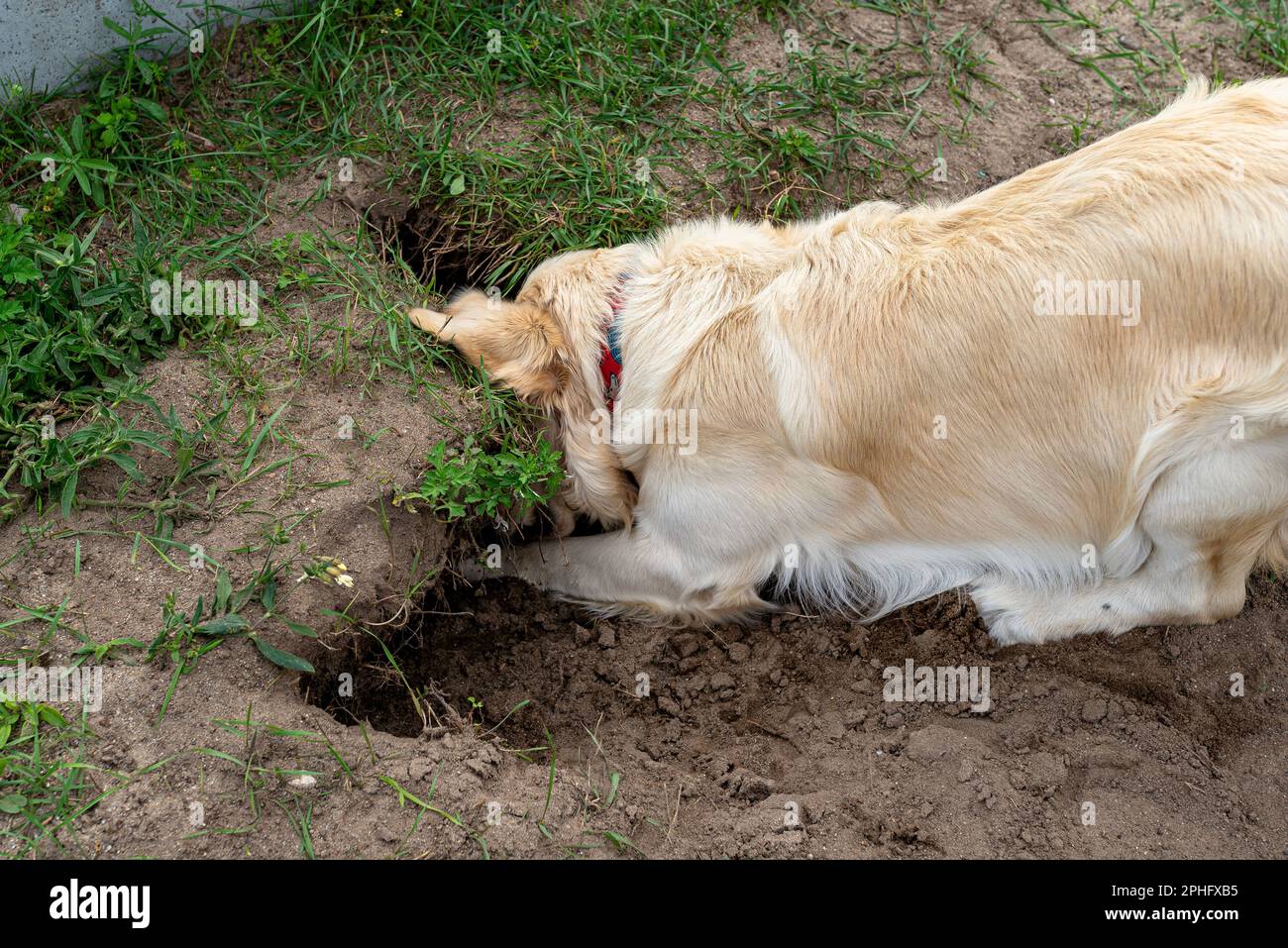 Golden retriever digging hi-res stock photography and images - Alamy