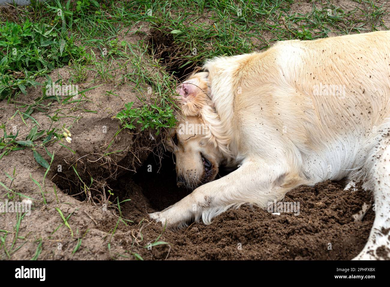A young golden retriever is digging a big hole in the grass in the ...