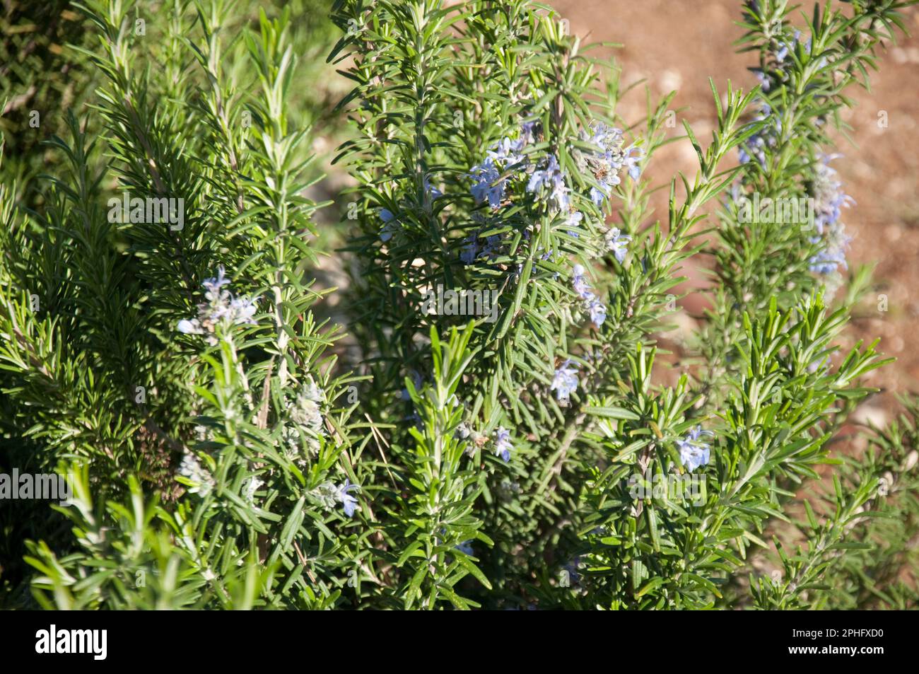 Jordan flower hi-res stock photography and images - Alamy