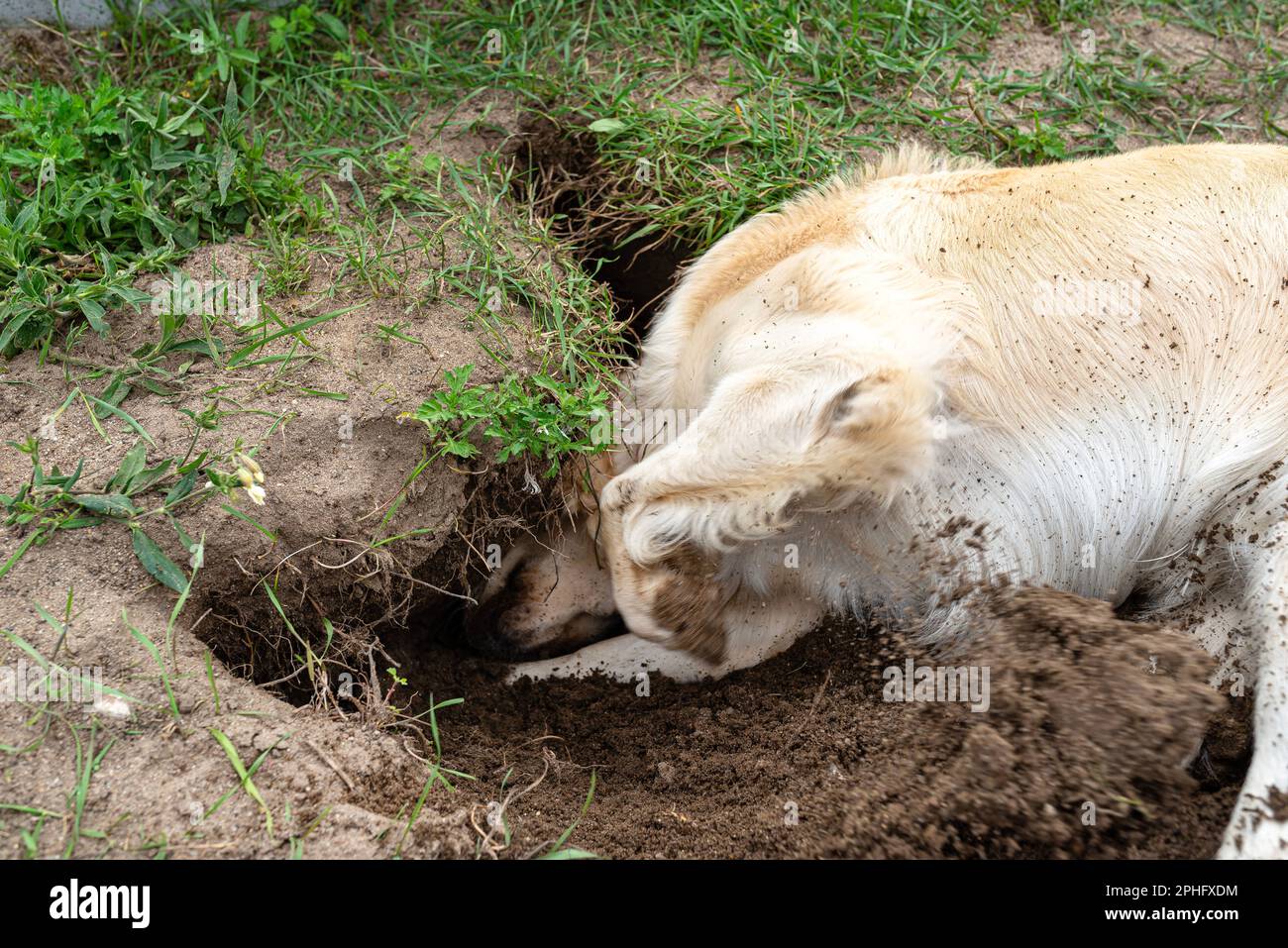 Golden retriever digging hi-res stock photography and images - Alamy