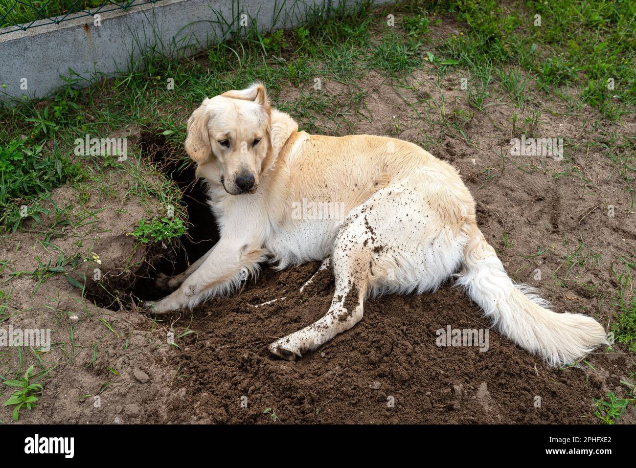 A young golden retriever is digging a big hole in the grass in the ...