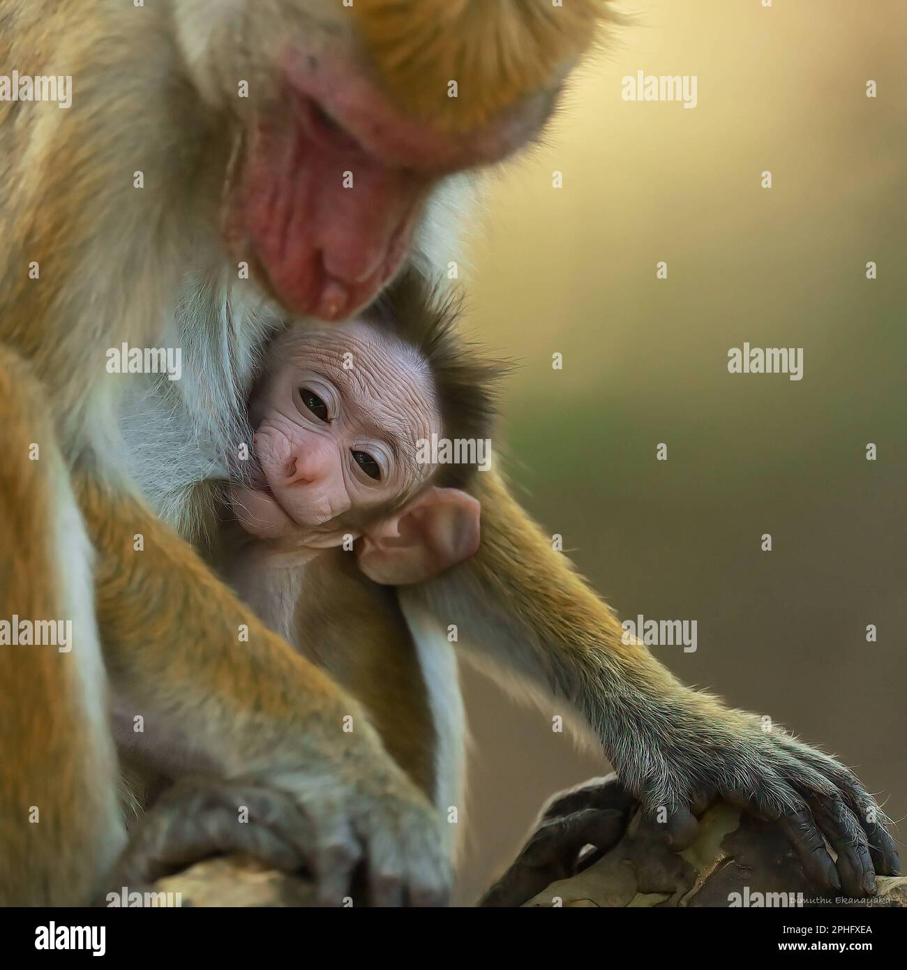 Dinner time. Sri Lanka: THESE ADORABLE images show the bond between a ...