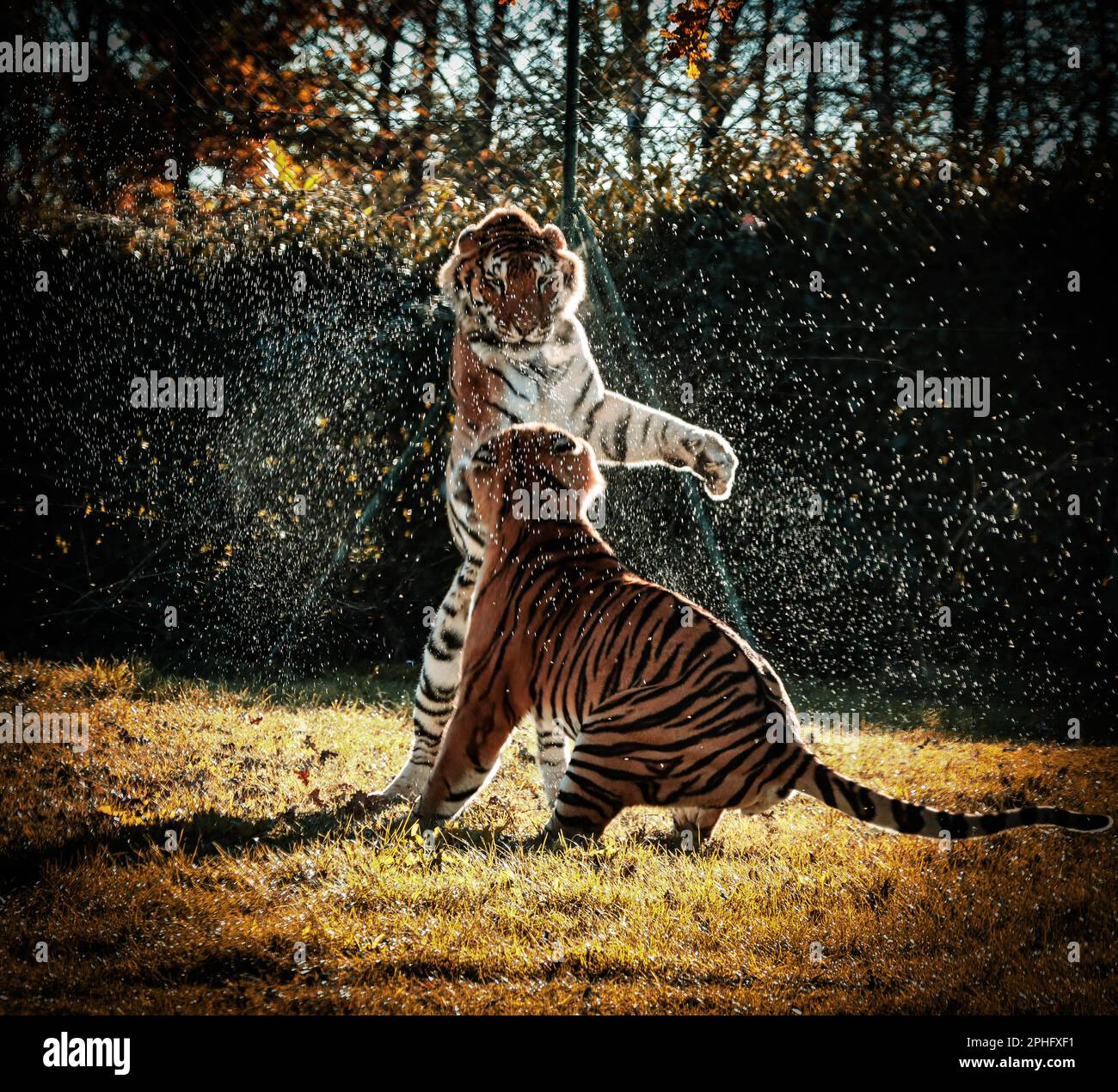 Tigers Fighting Wallpapers