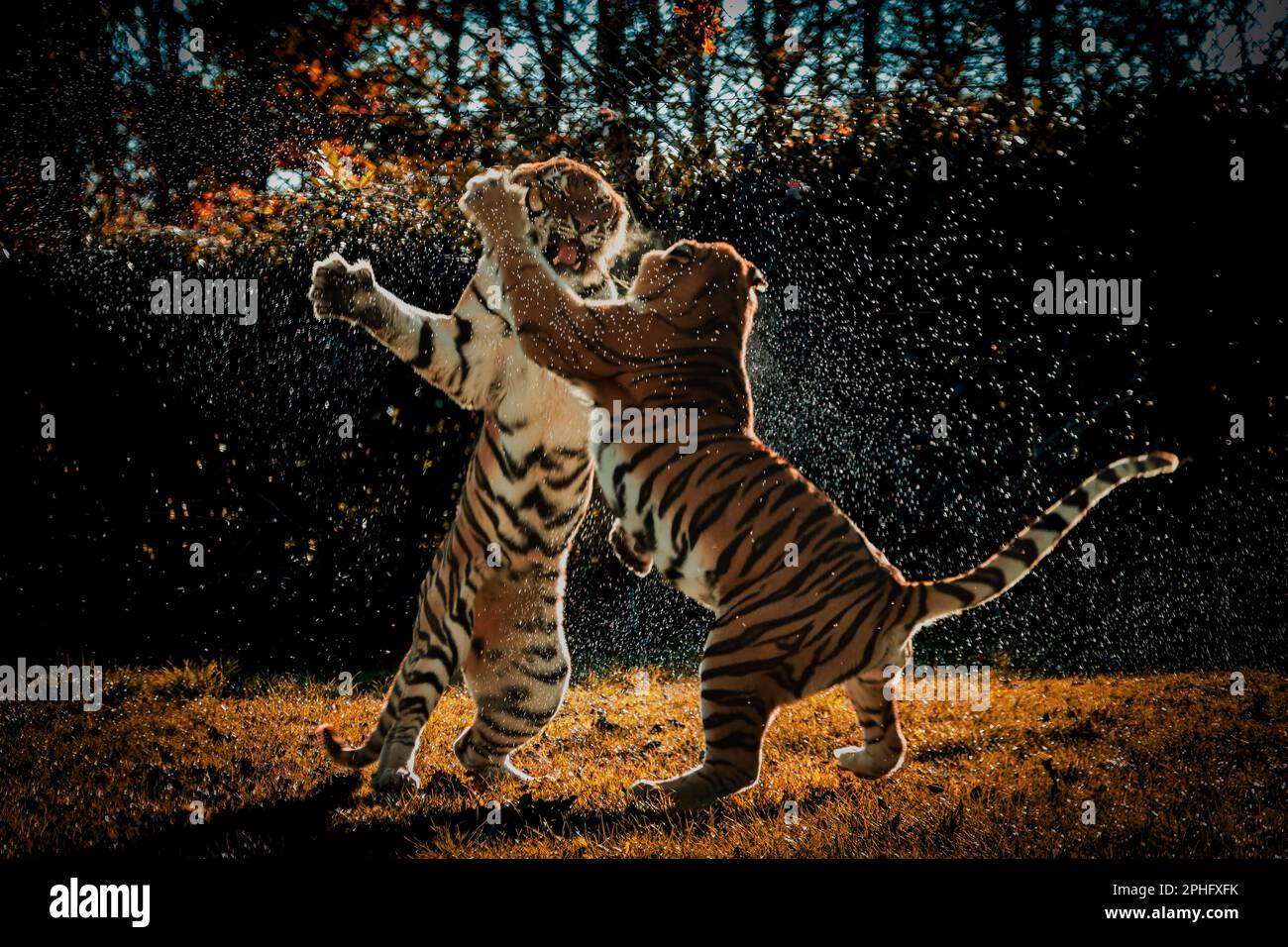Tigers Fighting Wallpapers