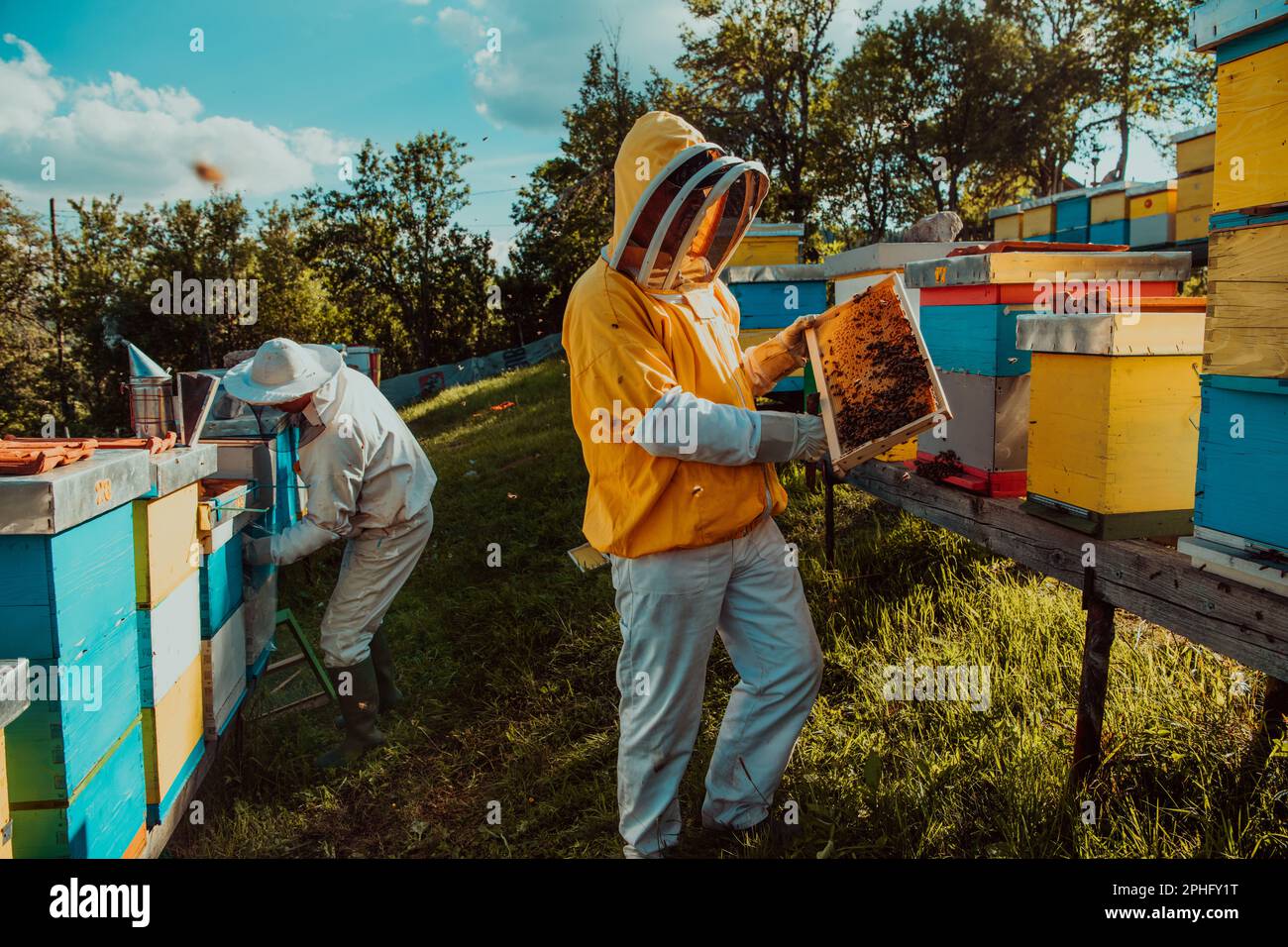 Beekeepers checking honey on the beehive frame in the field. Small ...